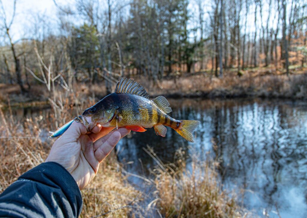 Tips for Perch Fishing - Fishing Rods For All